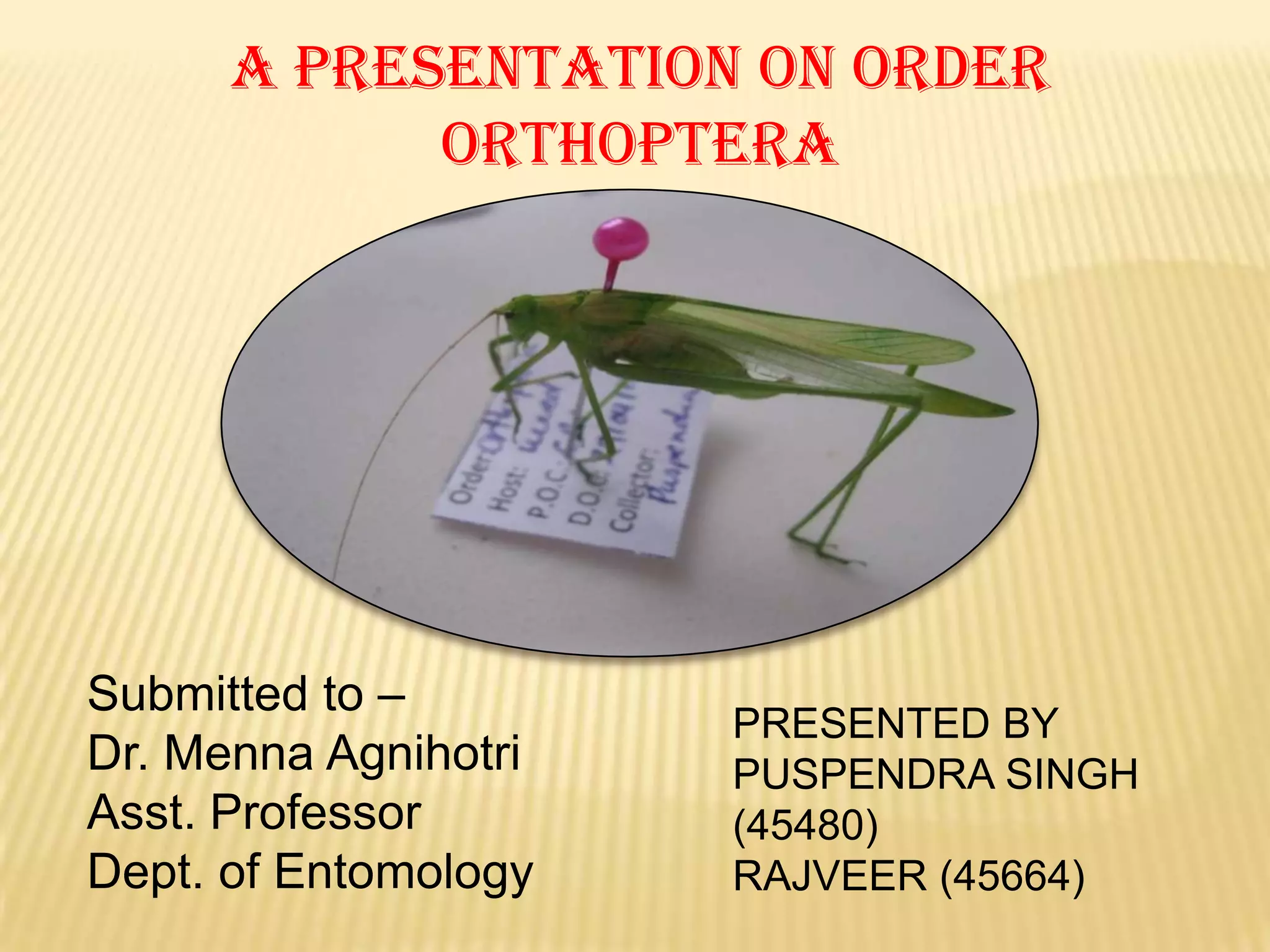 A presentation on order orthoptera | PPTX