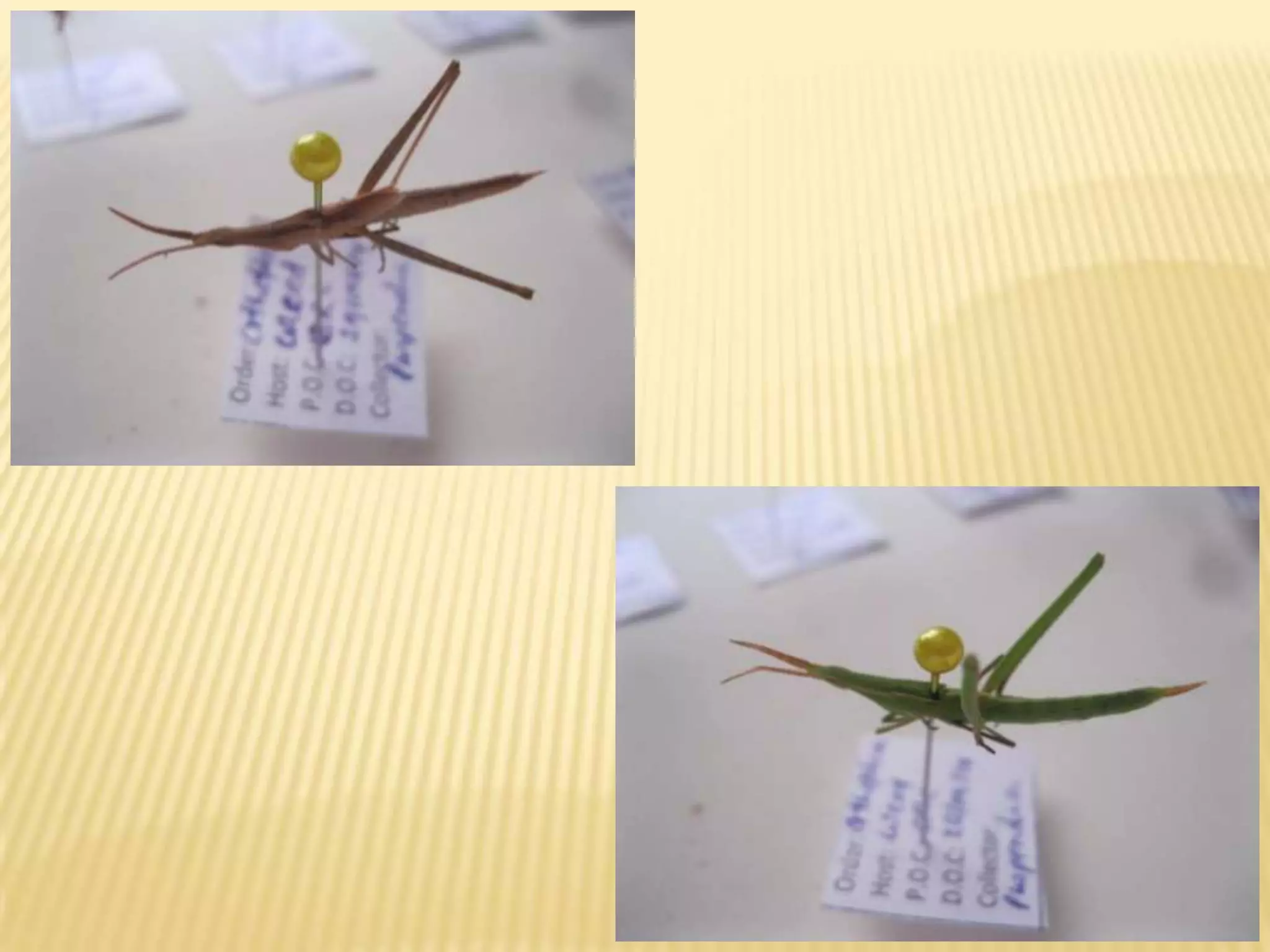 A presentation on order orthoptera | PPTX