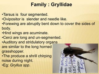 A presentation on order orthoptera | PPTX