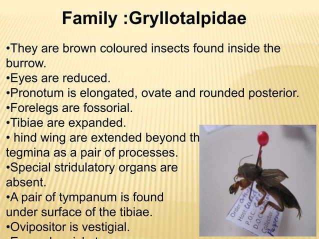 A presentation on order orthoptera | PPTX