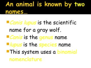 Taxonomy | PPT