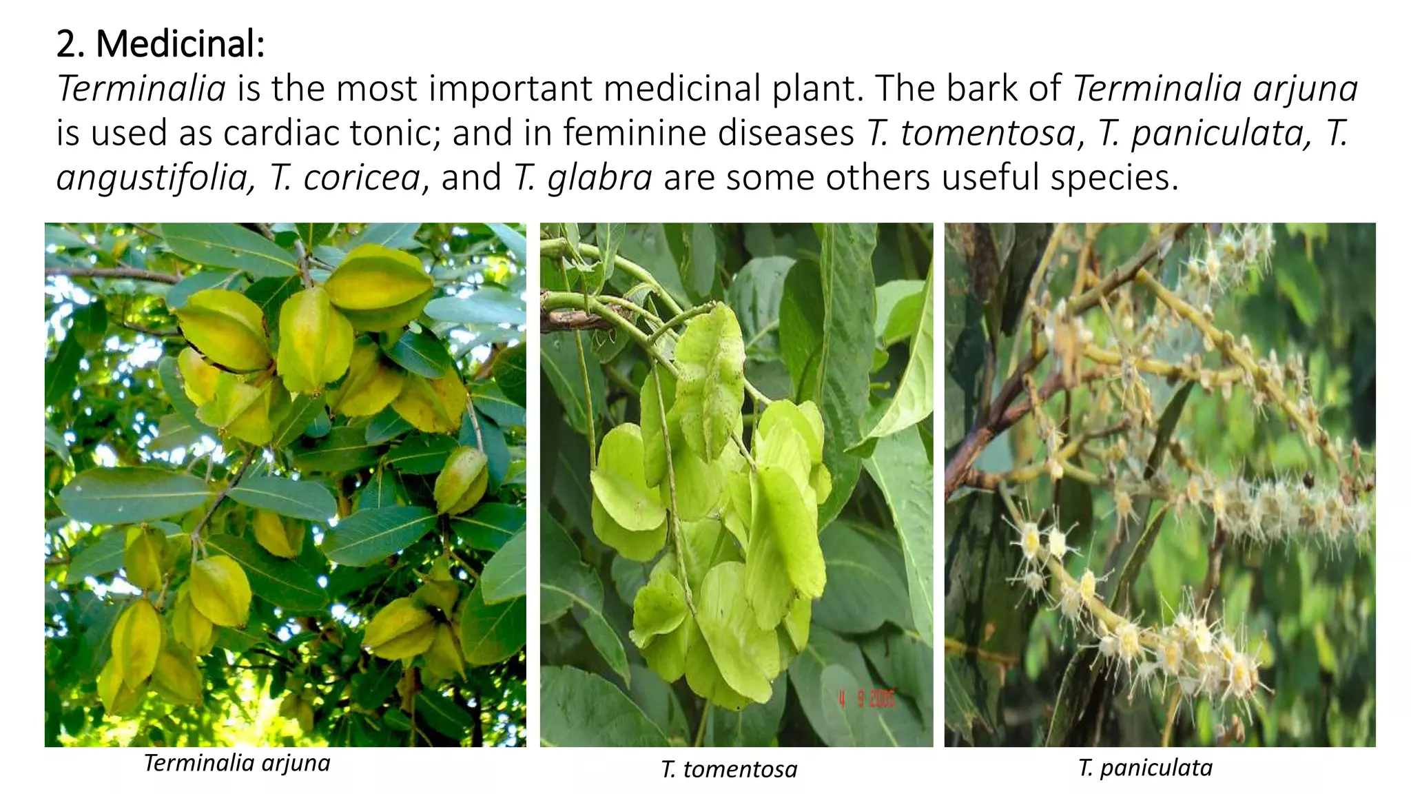 Diagnostic Features of Combretaceae Family-Pushkar dangi, Department of ...