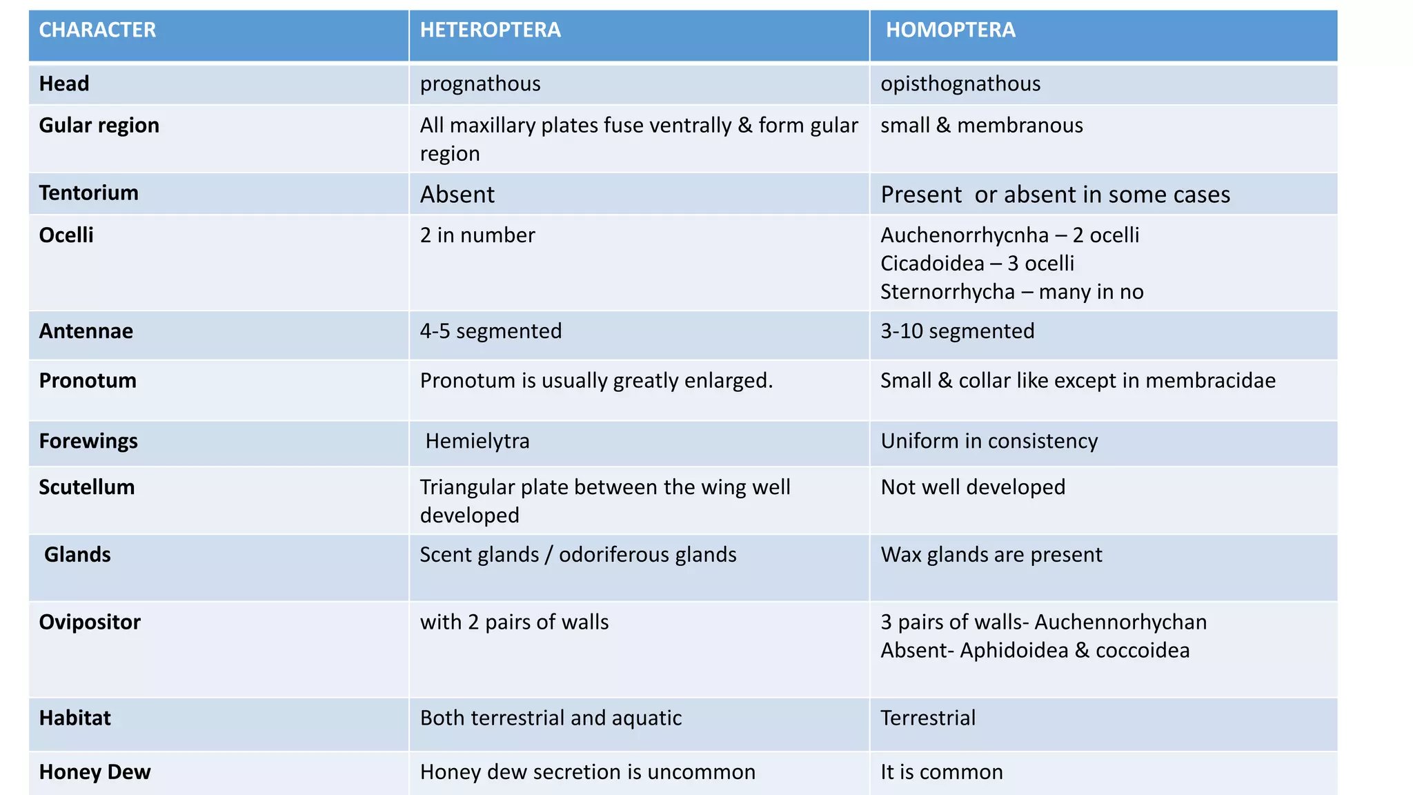 suborder heteroptera taxonomiy | PPTX