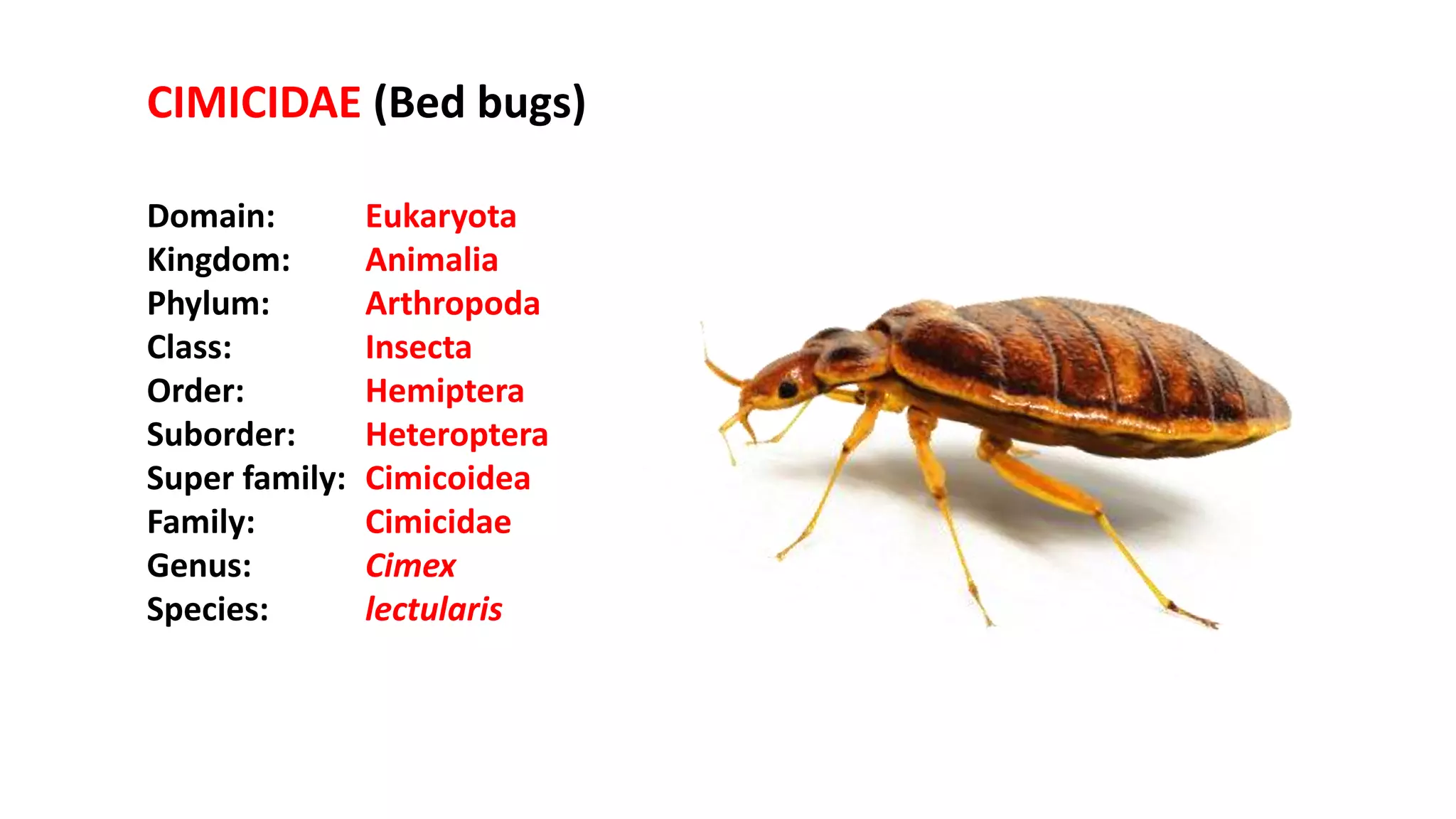 suborder heteroptera taxonomiy | PPTX