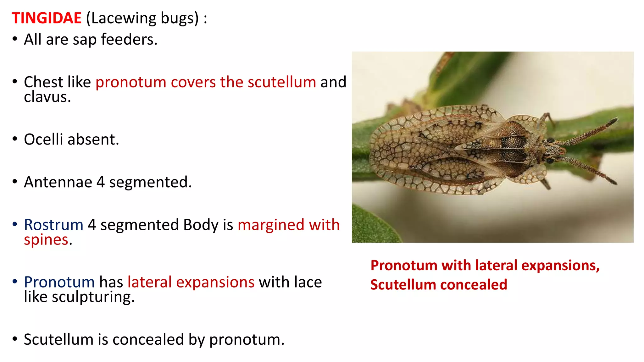suborder heteroptera taxonomiy | PPTX