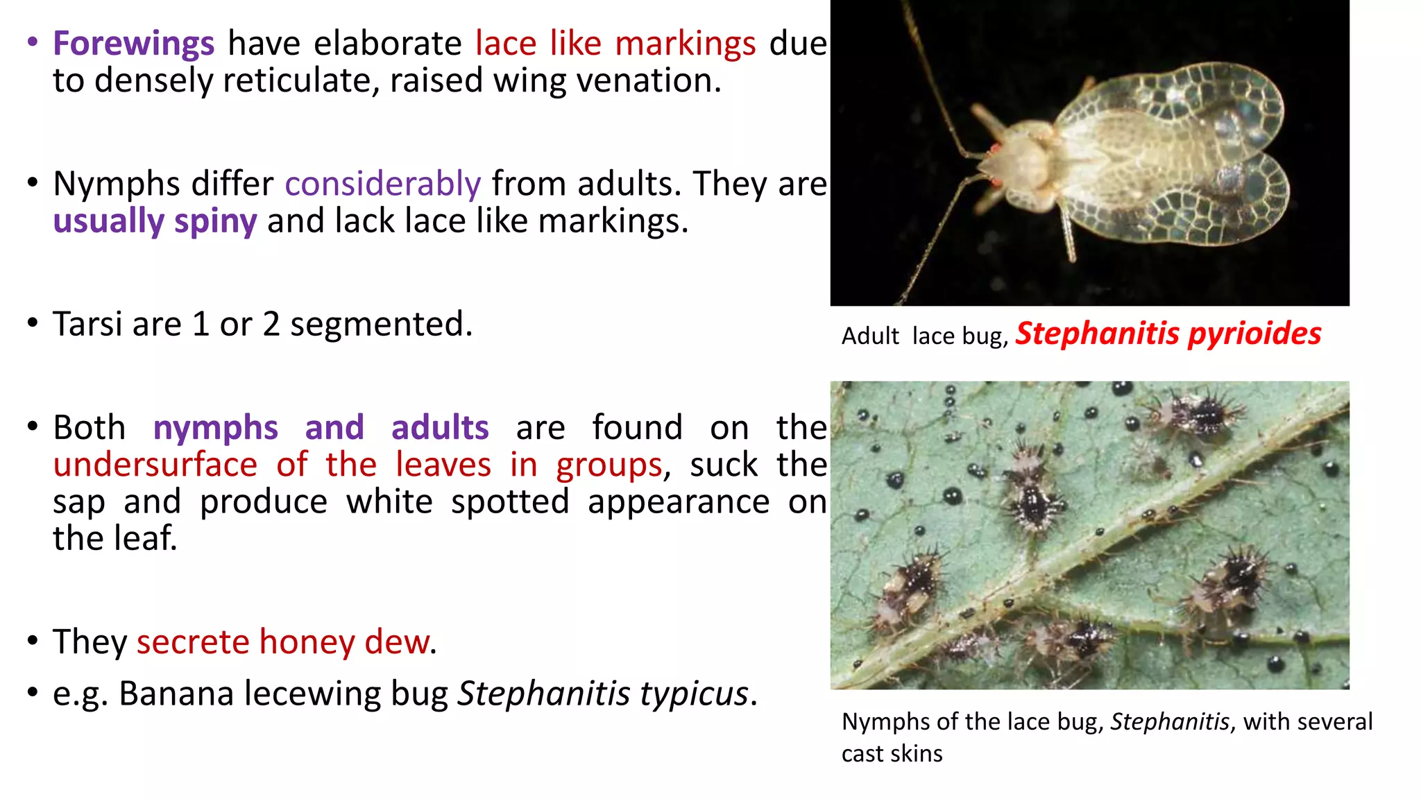 suborder heteroptera taxonomiy | PPTX