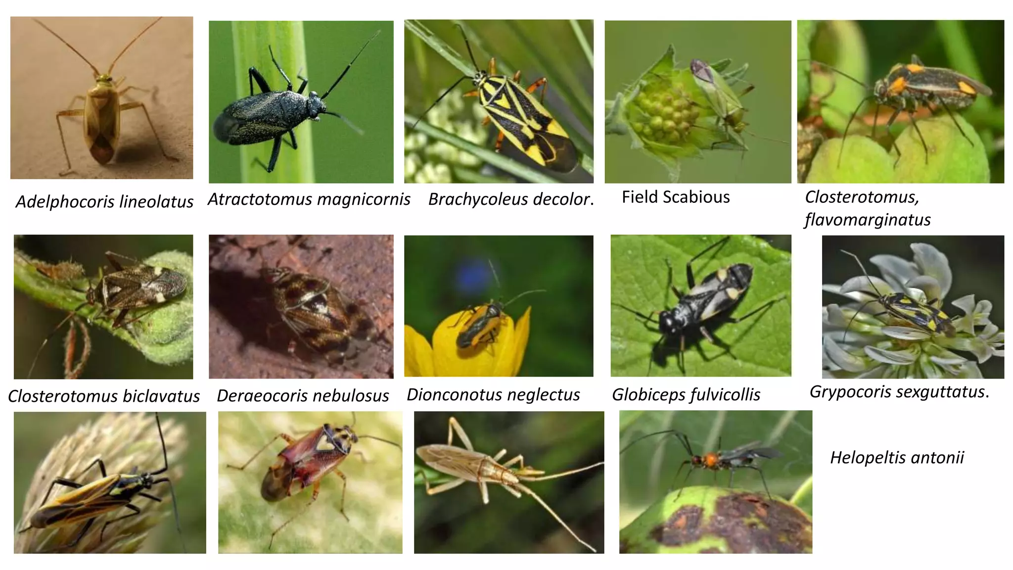 suborder heteroptera taxonomiy | PPTX