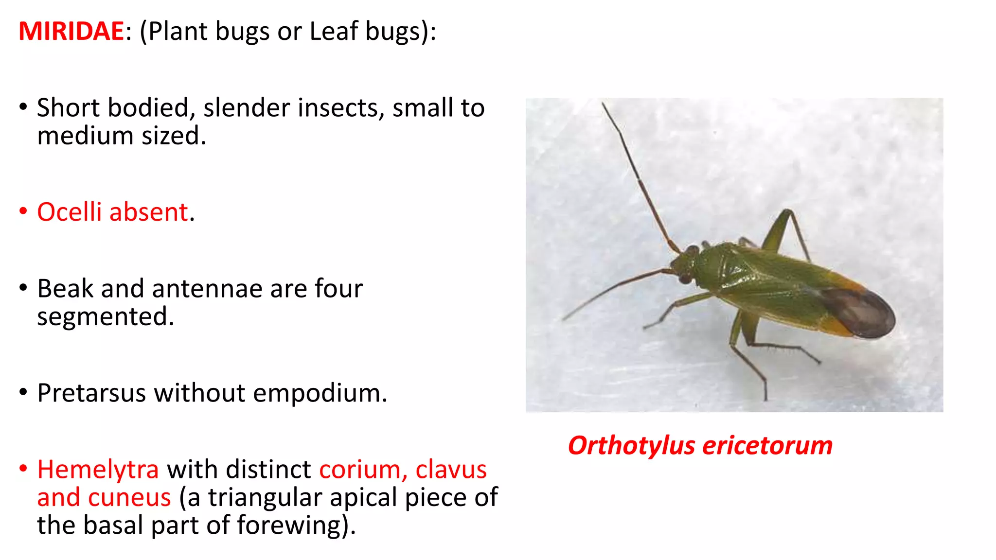 suborder heteroptera taxonomiy | PPTX