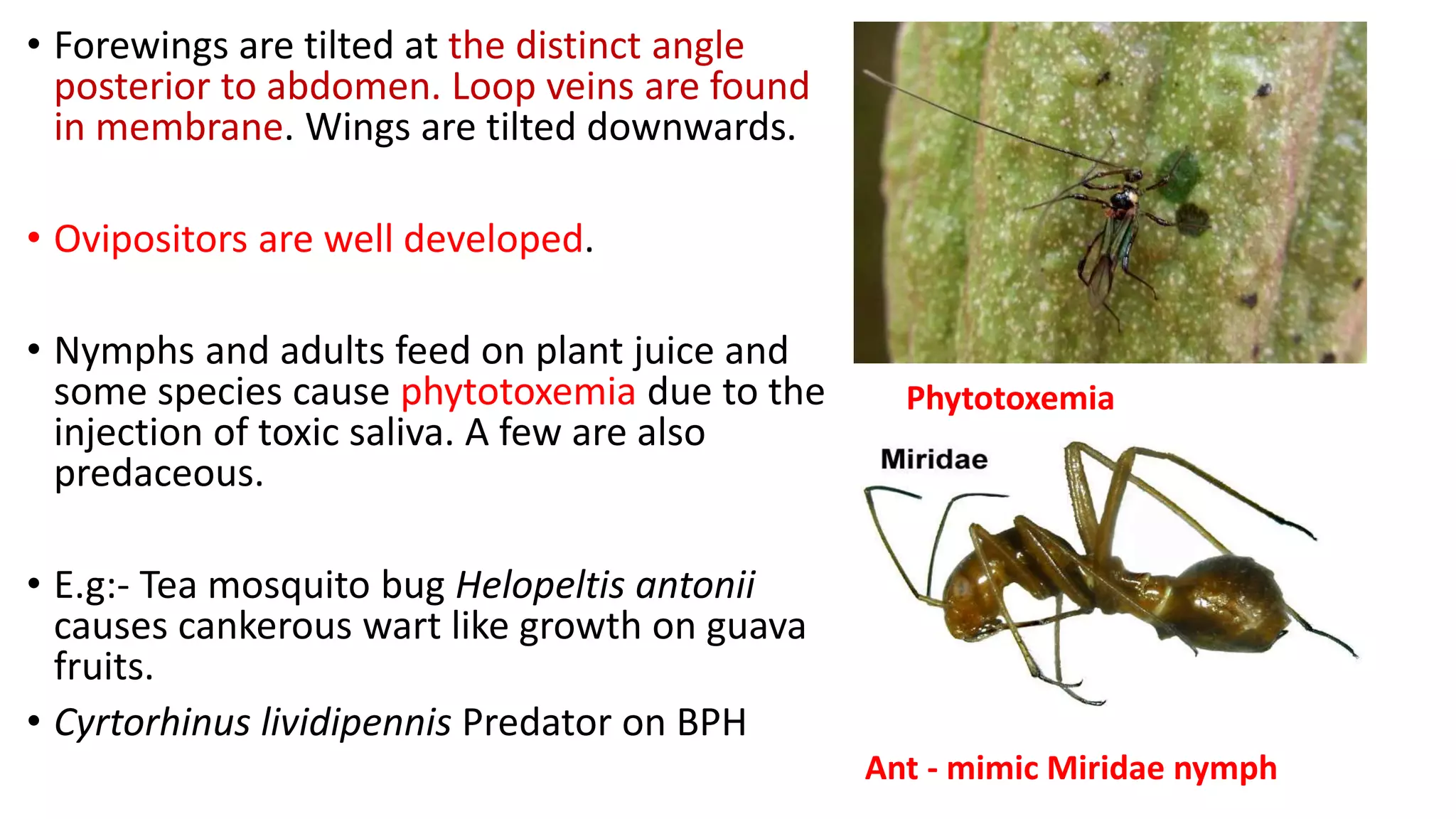 suborder heteroptera taxonomiy | PPTX