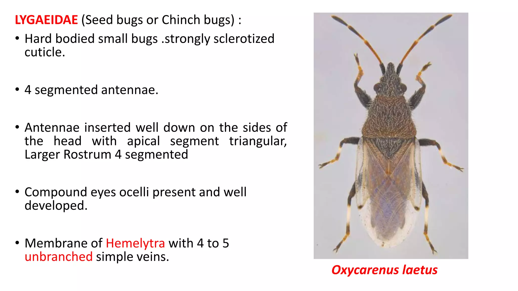 suborder heteroptera taxonomiy | PPTX