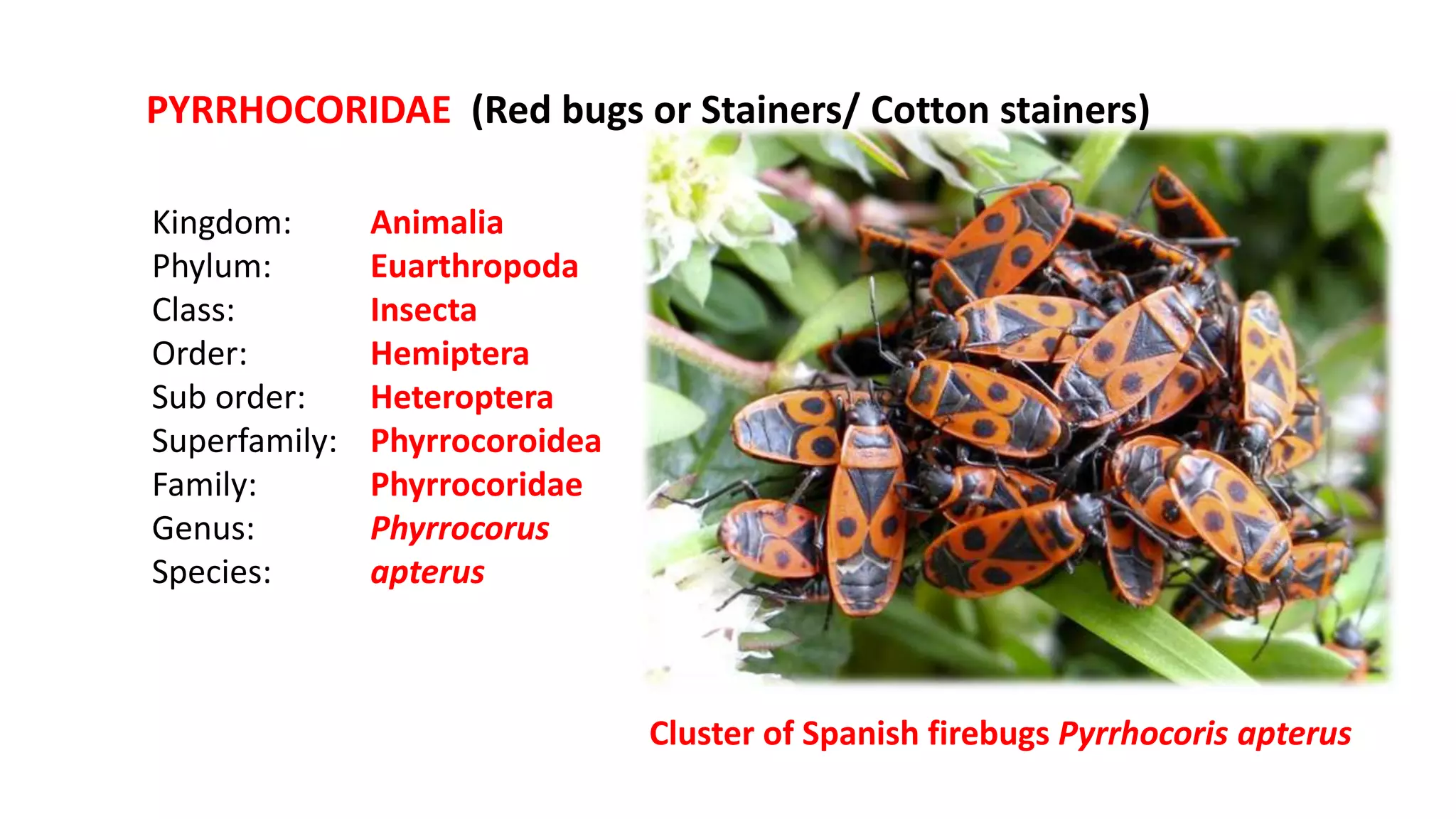 suborder heteroptera taxonomiy | PPTX