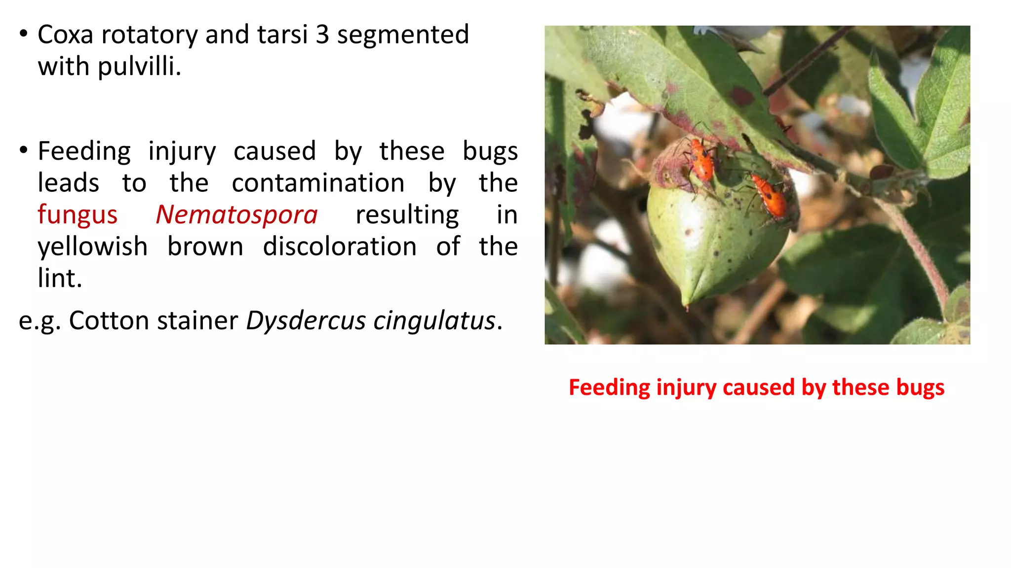 suborder heteroptera taxonomiy | PPTX