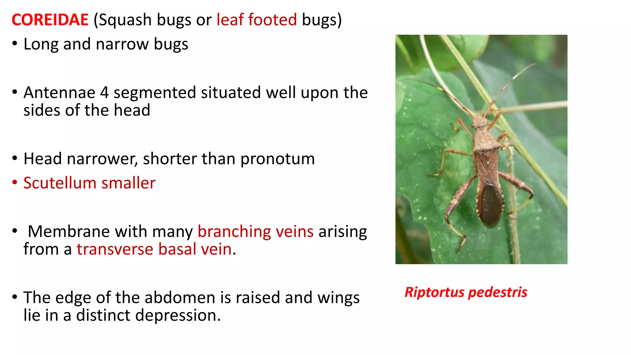 suborder heteroptera taxonomiy | PPTX