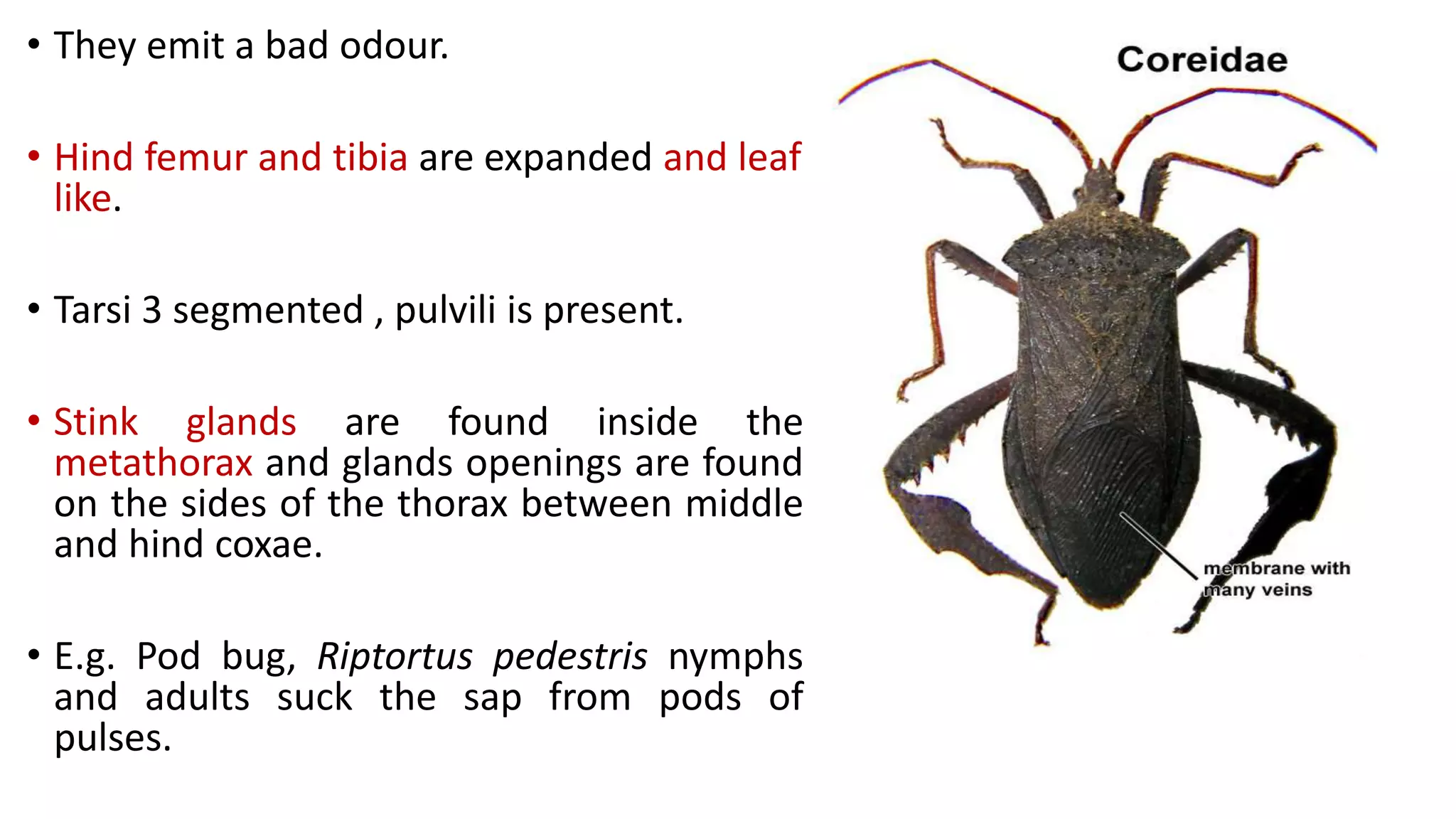 suborder heteroptera taxonomiy | PPTX