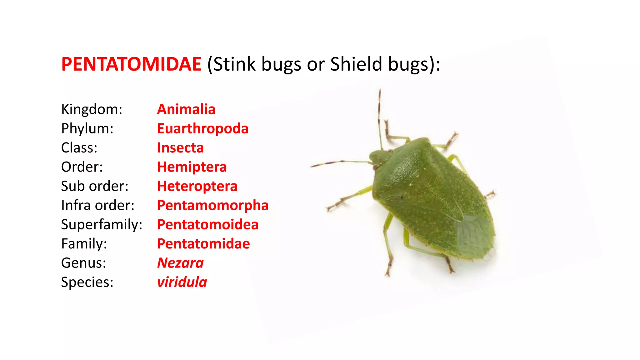 suborder heteroptera taxonomiy | PPTX