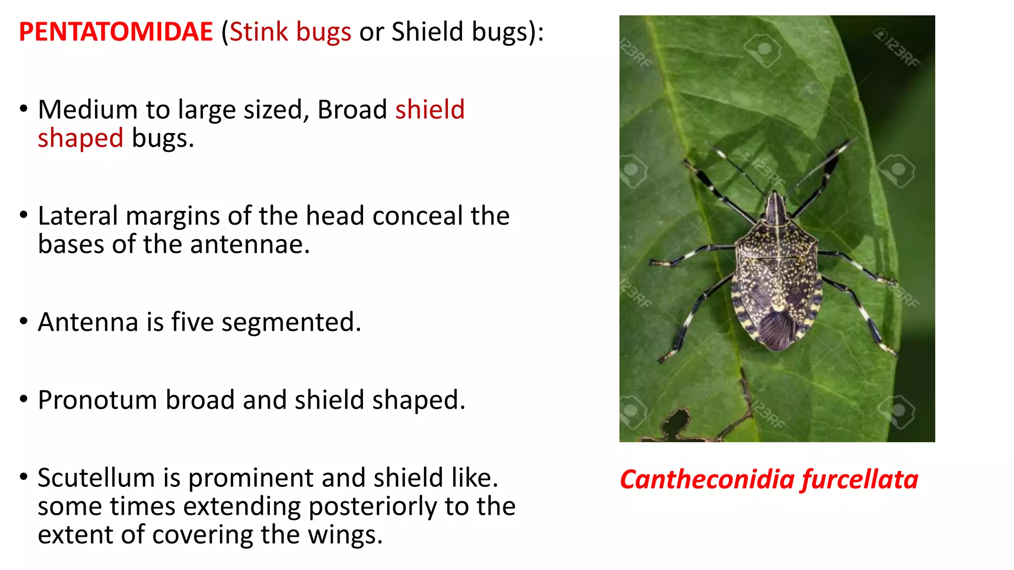 suborder heteroptera taxonomiy | PPTX