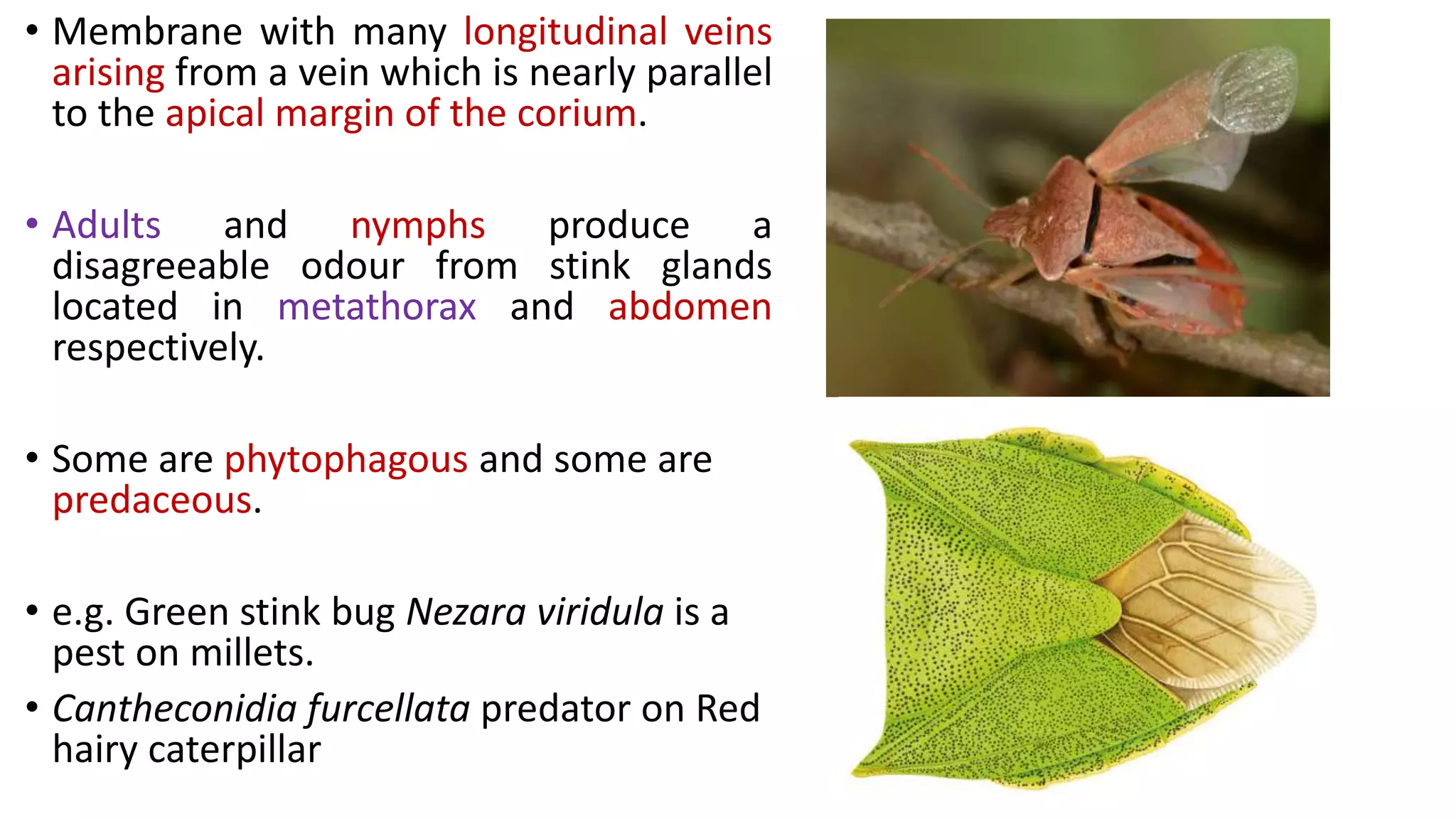suborder heteroptera taxonomiy | PPTX