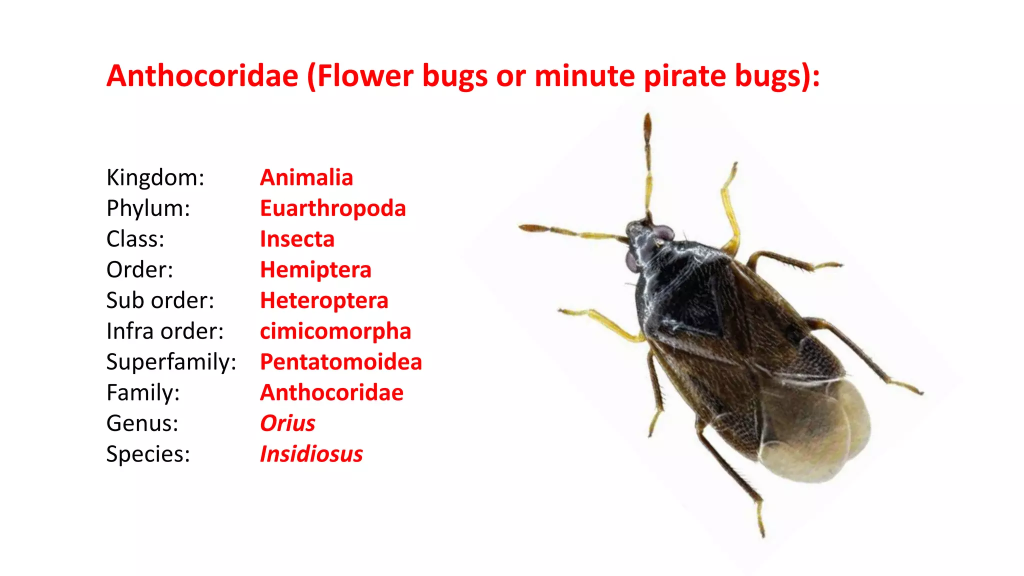 suborder heteroptera taxonomiy | PPTX