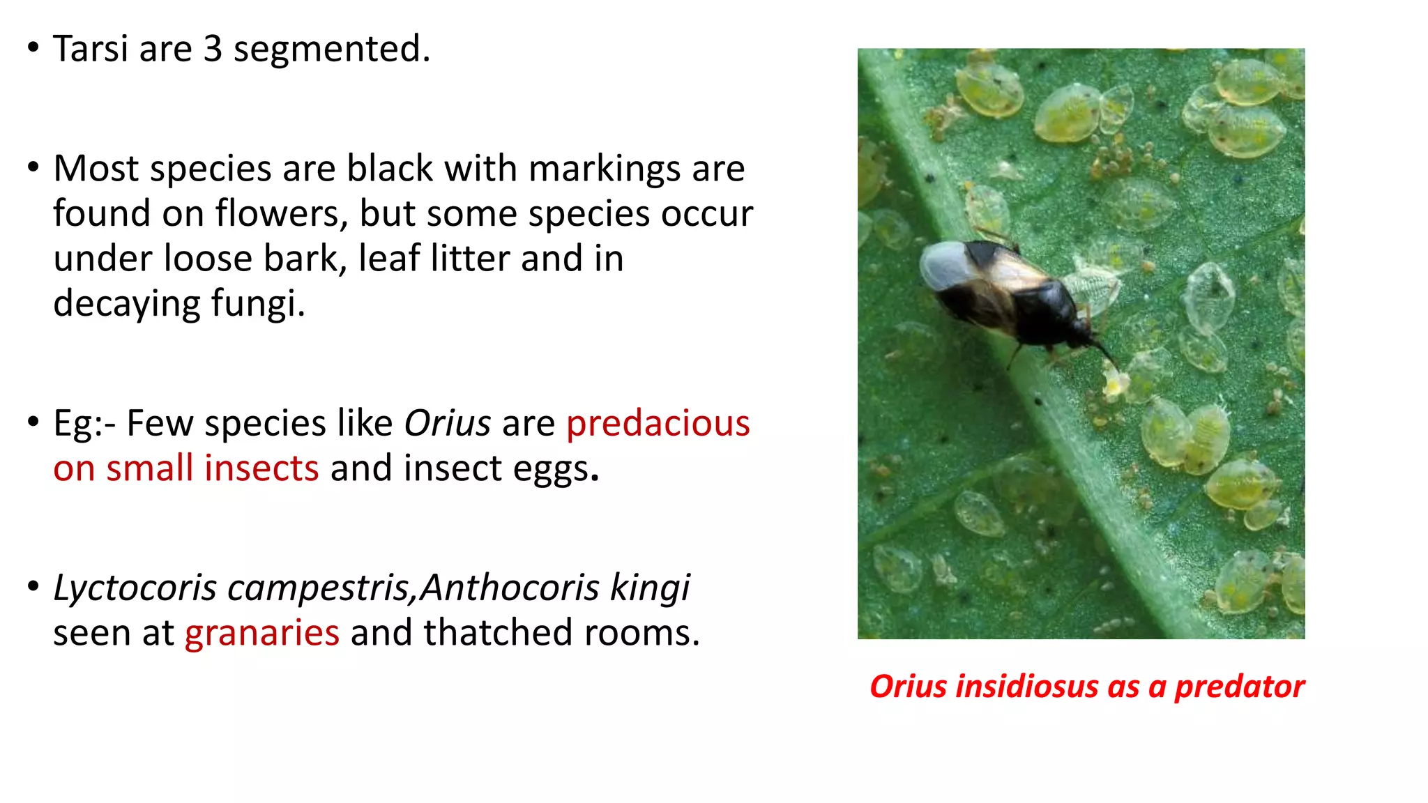 suborder heteroptera taxonomiy | PPTX