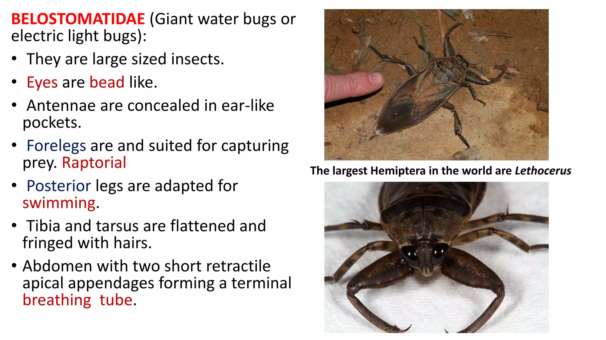 suborder heteroptera taxonomiy | PPTX