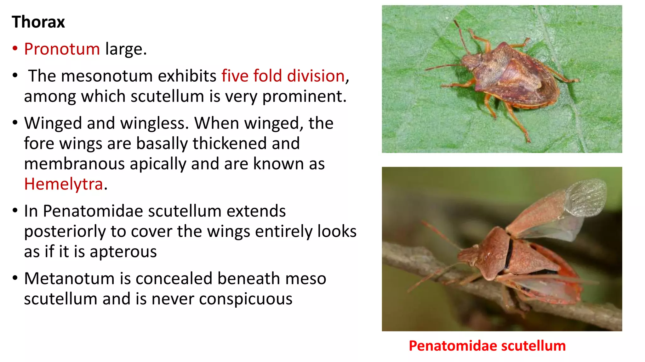 suborder heteroptera taxonomiy | PPTX