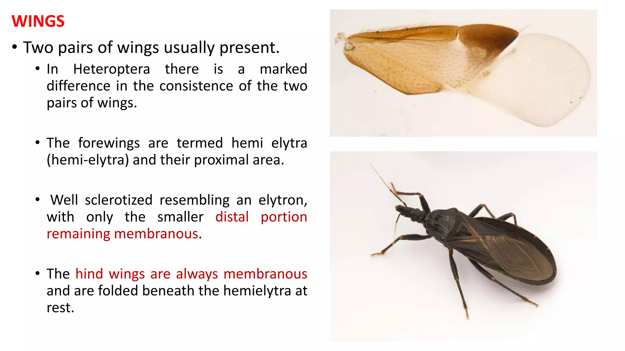 suborder heteroptera taxonomiy | PPTX