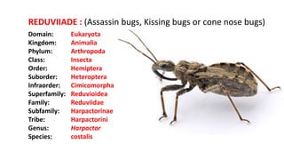suborder heteroptera taxonomiy | PPTX