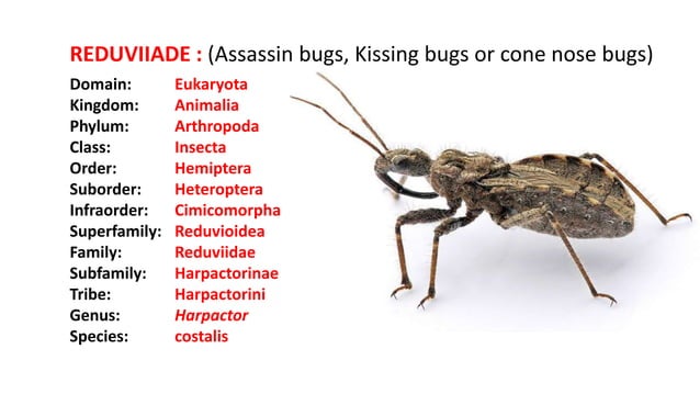 suborder heteroptera taxonomiy | PPTX