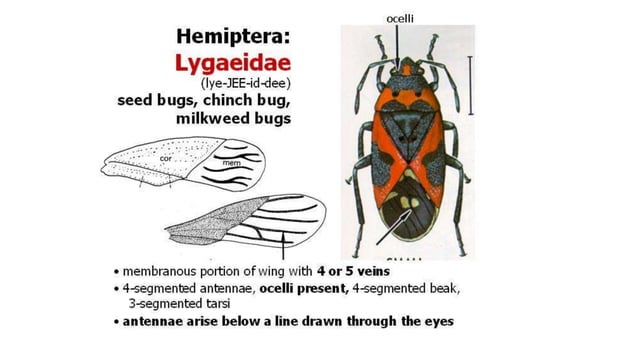 suborder heteroptera taxonomiy | PPTX
