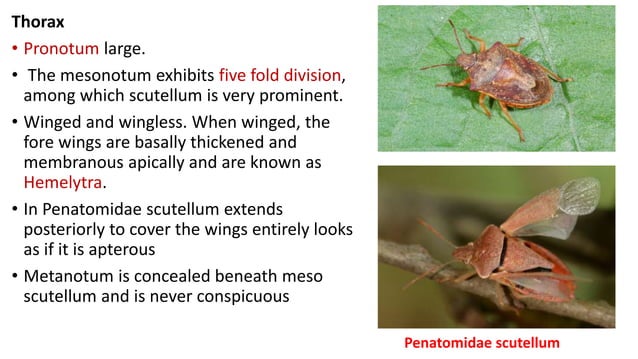 suborder heteroptera taxonomiy | PPTX