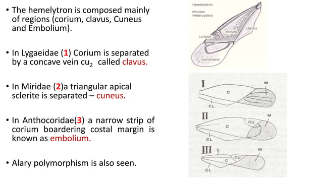 suborder heteroptera taxonomiy | PPTX