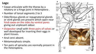 suborder heteroptera taxonomiy | PPTX