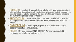 FAMILY PAPAVERACEAE & NYCTAGINACEAE | PPT