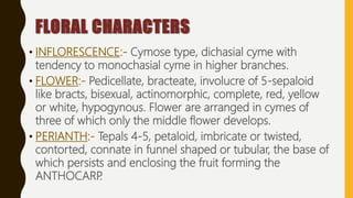 FAMILY PAPAVERACEAE & NYCTAGINACEAE | PPT