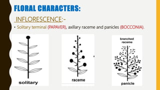 FAMILY PAPAVERACEAE & NYCTAGINACEAE | PPT