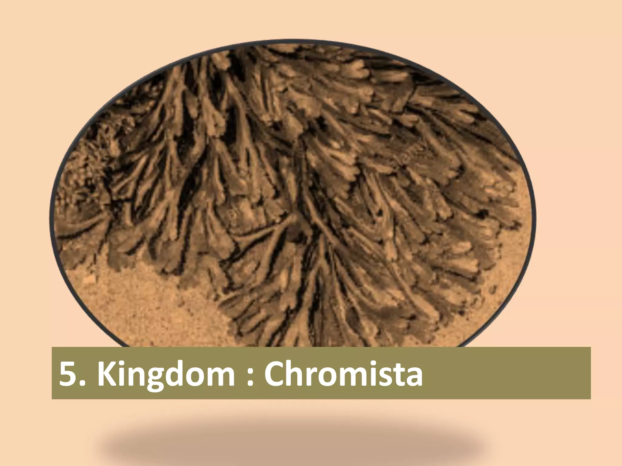 Taxonomy of Living and Non Living Organism :A brief Discussion | PPTX ...