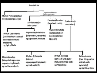 Taxonomy | PPT