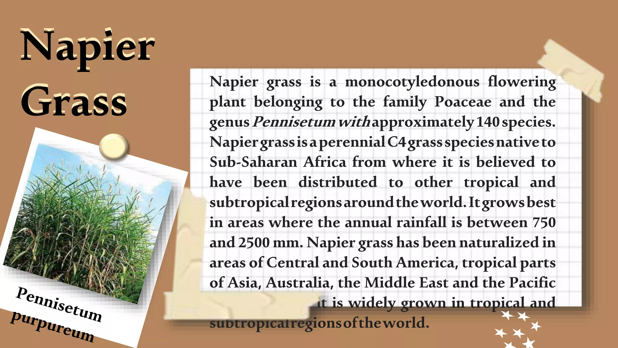 Fodder crop - Napier grass, Fiber crop - Hemp | PPTX
