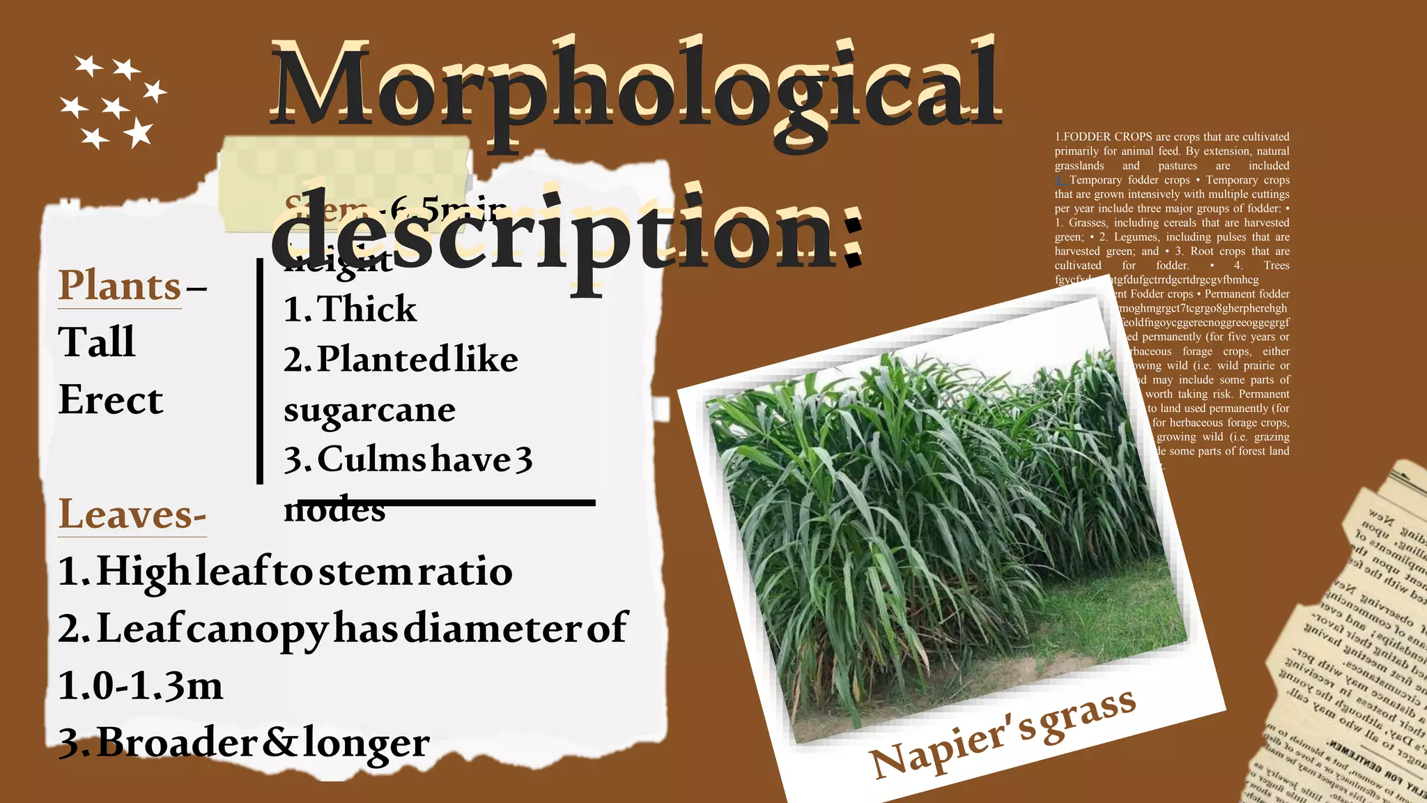 Fodder crop - Napier grass, Fiber crop - Hemp | PPTX