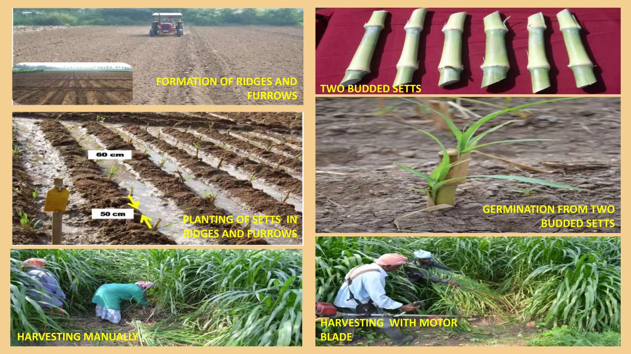 Fodder crop - Napier grass, Fiber crop - Hemp | PPTX