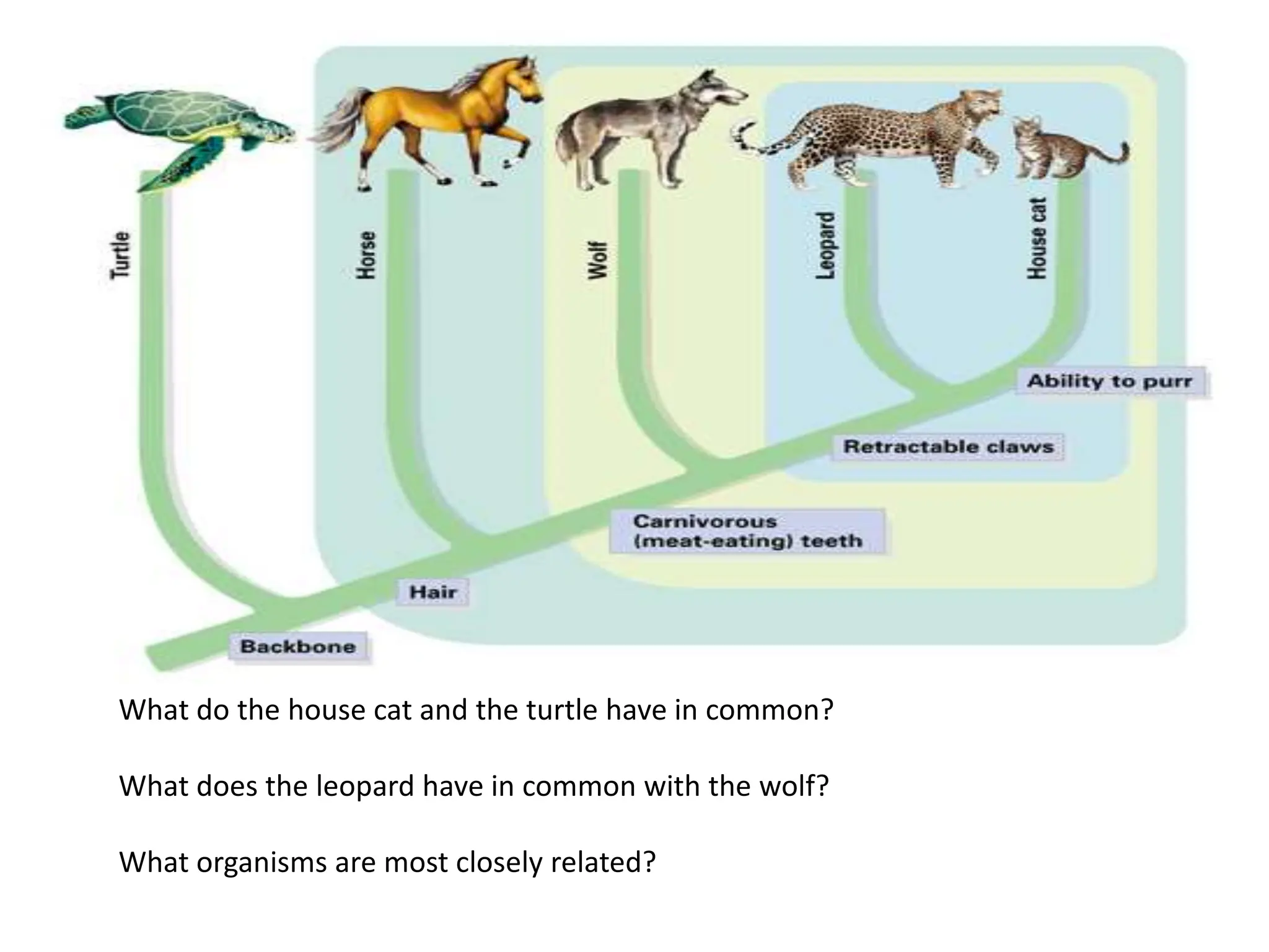 TAXONOMY general biology2 stem shs..pptx