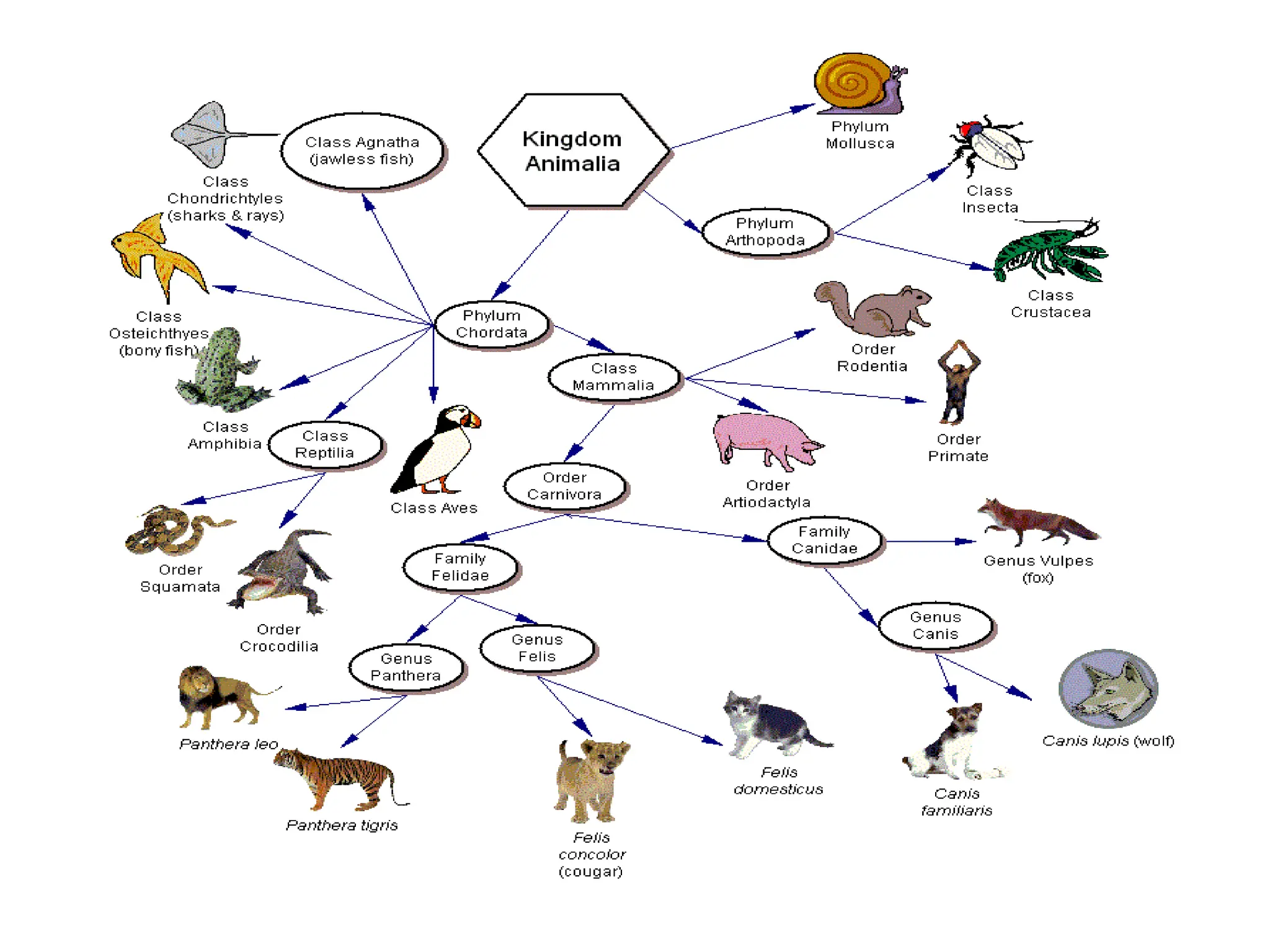 TAXONOMY general biology2 stem shs..pptx