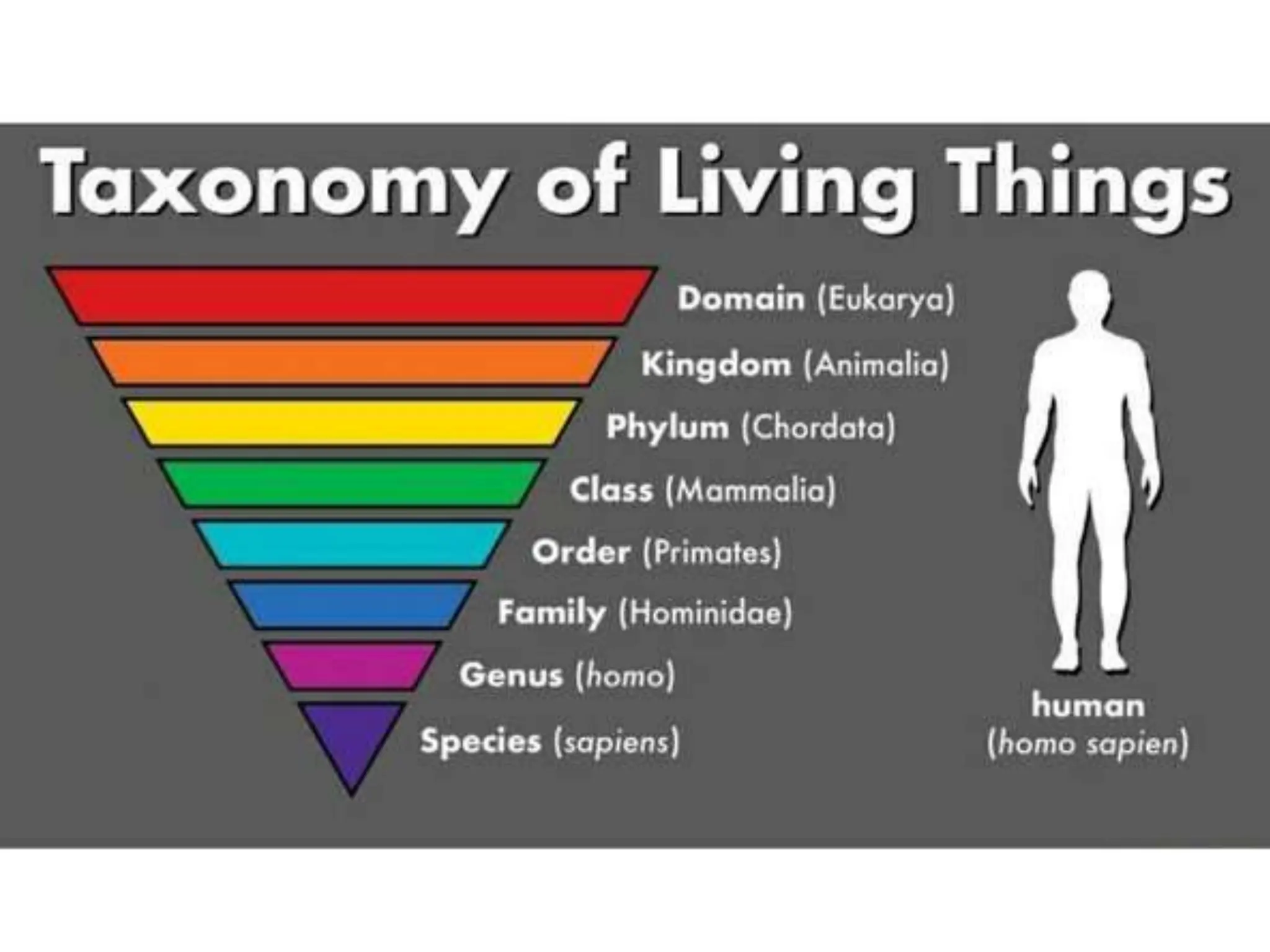TAXONOMY general biology2 stem shs..pptx