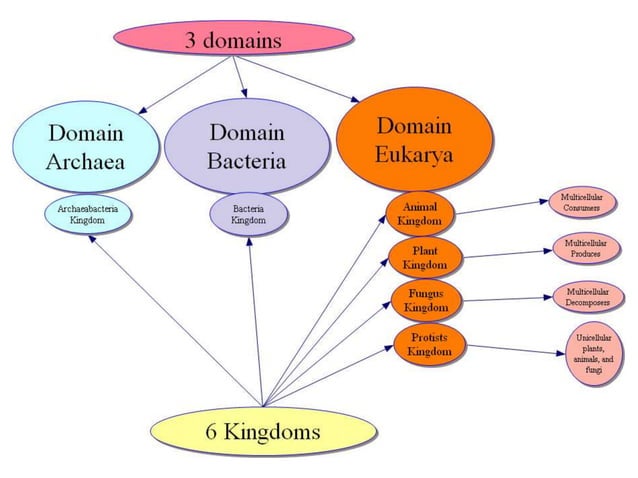 TAXONOMY general biology2 stem shs..pptx