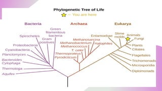 (Microbiology ) The Science of Taxonomy.pptx