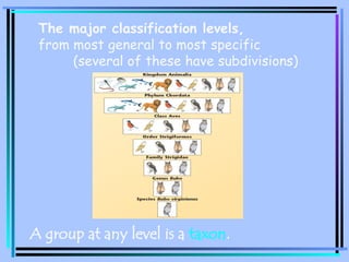 taxonomy.ppt............................ | PPT