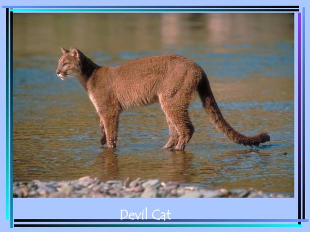 Taxonomy Ppt Ppt