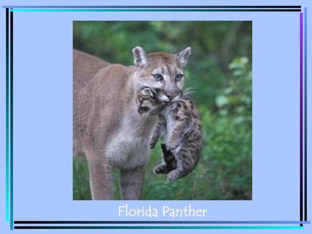 Taxonomy Ppt Ppt