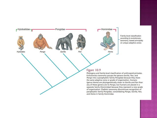 TAXONOMY-AND-PHYLOGENY-OF-THE-ANIMALS.pdf
