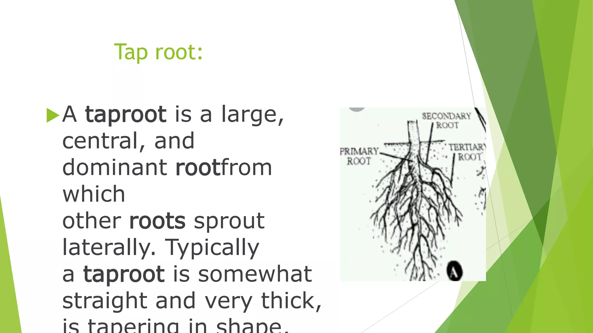 plant roots | PPT